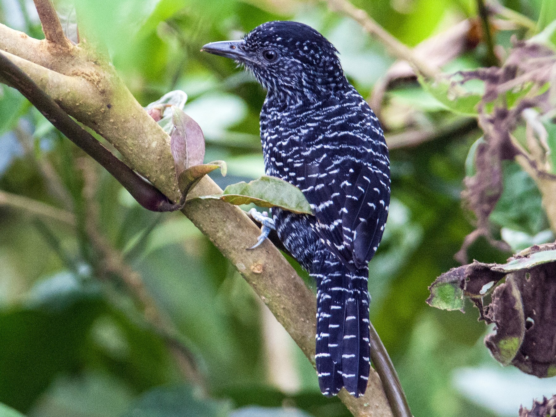 Batará Vermiculado - eBird