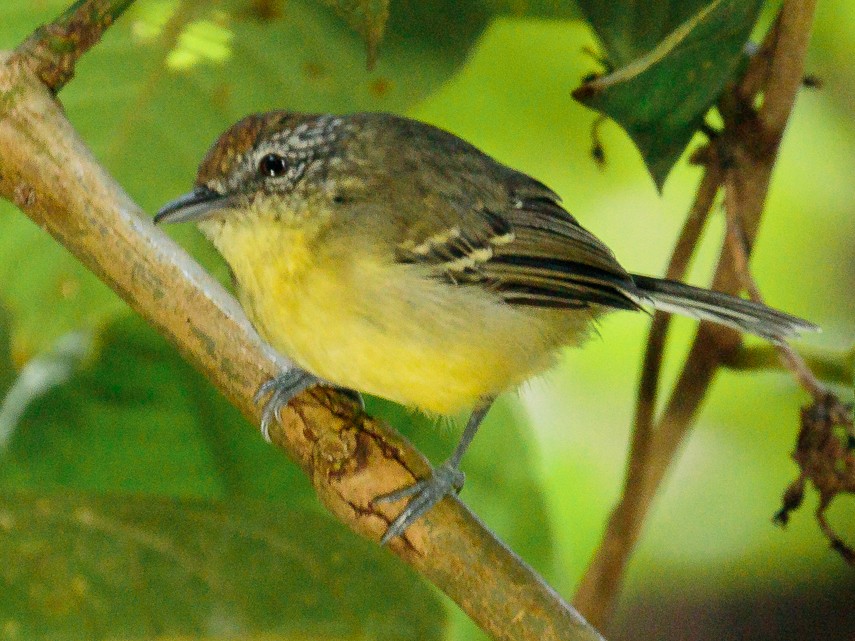 Yellow-breasted Antwren - eBird