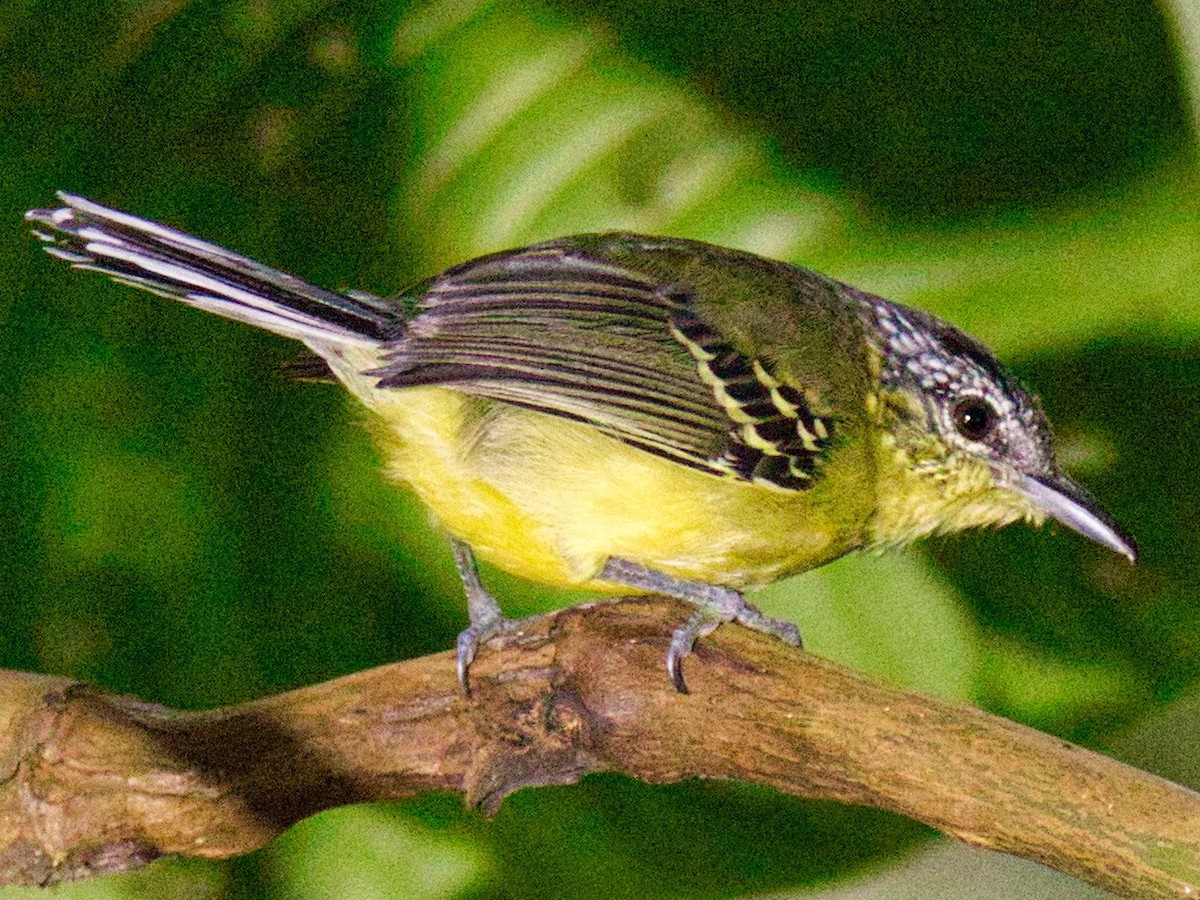 Yellow-breasted Antwren - Herpsilochmus axillaris - Birds of the World