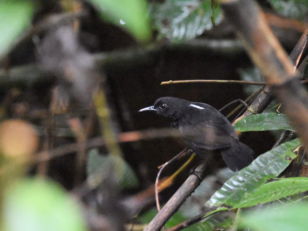 Stub-tailed Antbird - eBird