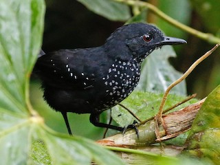 Stub-tailed Antbird - eBird