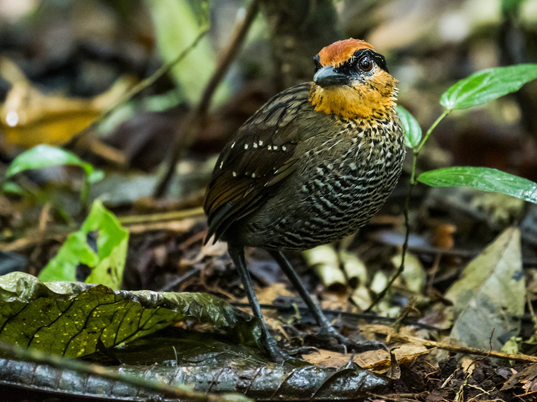 Rufous-crowned Antpitta - eBird
