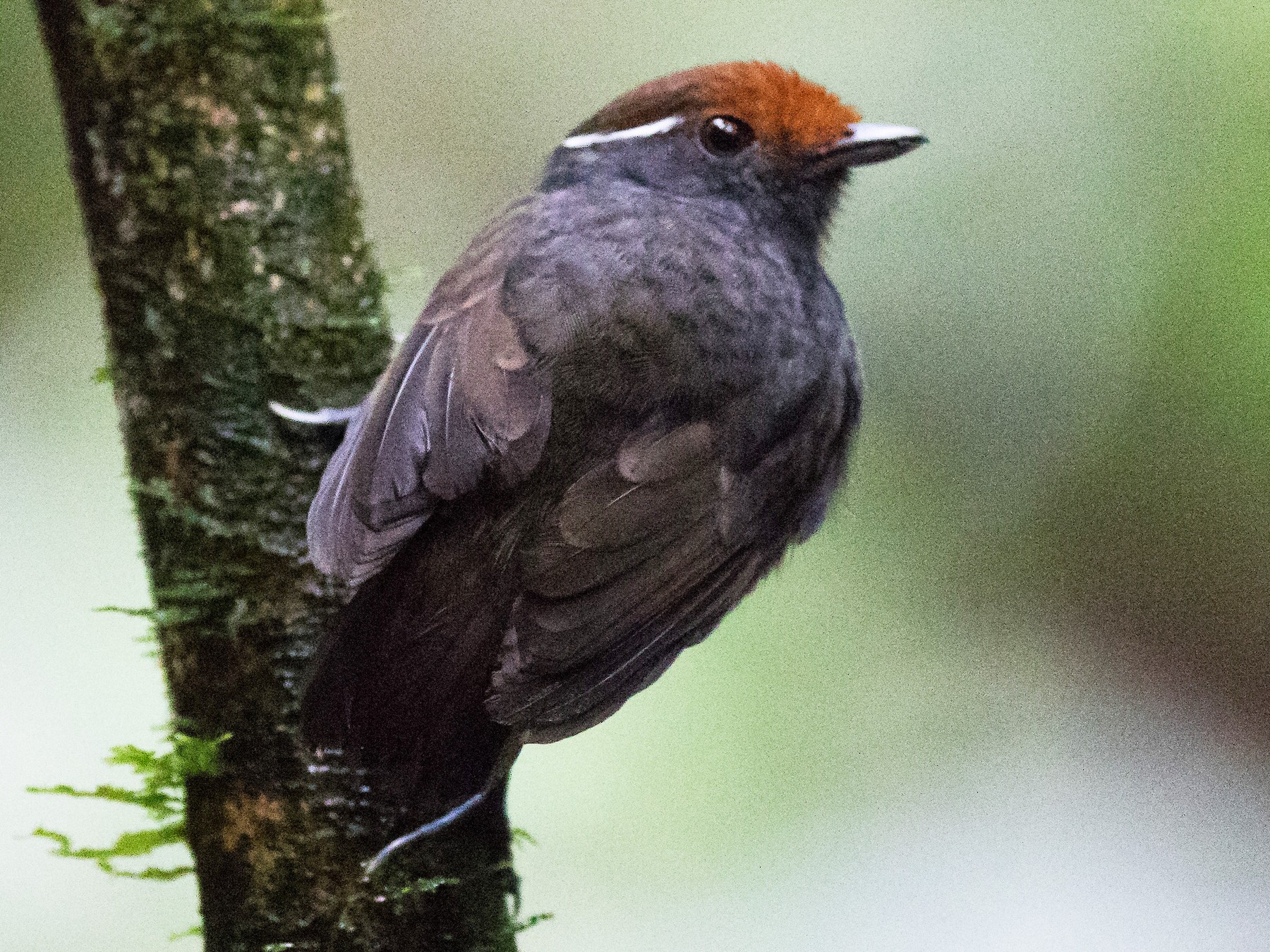 Chestnut-crowned Gnateater - eBird
