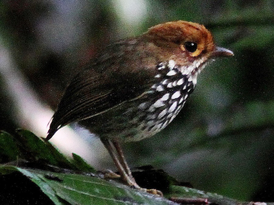 Ponchito peruano - eBird