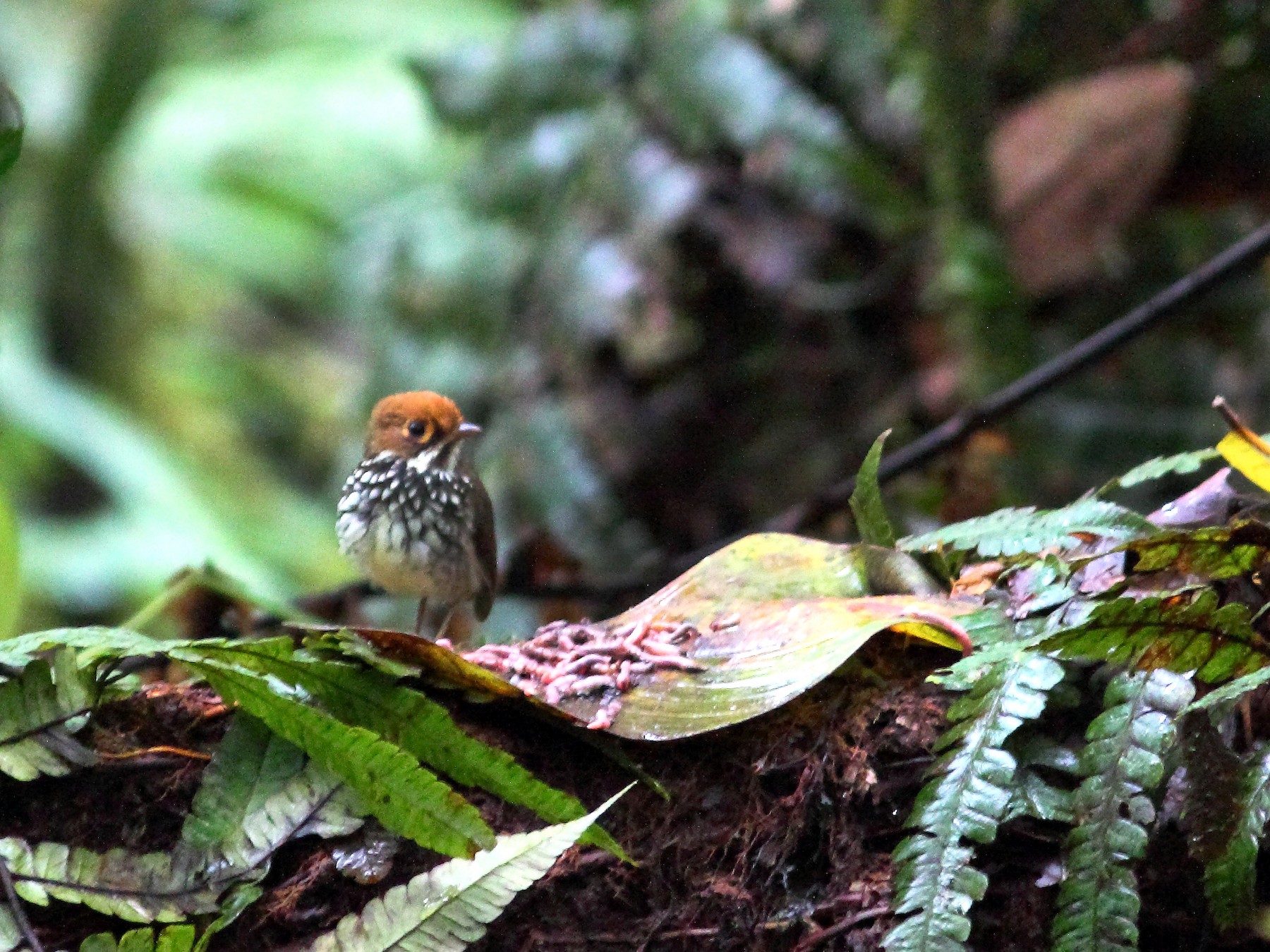 Ponchito Peruano - eBird