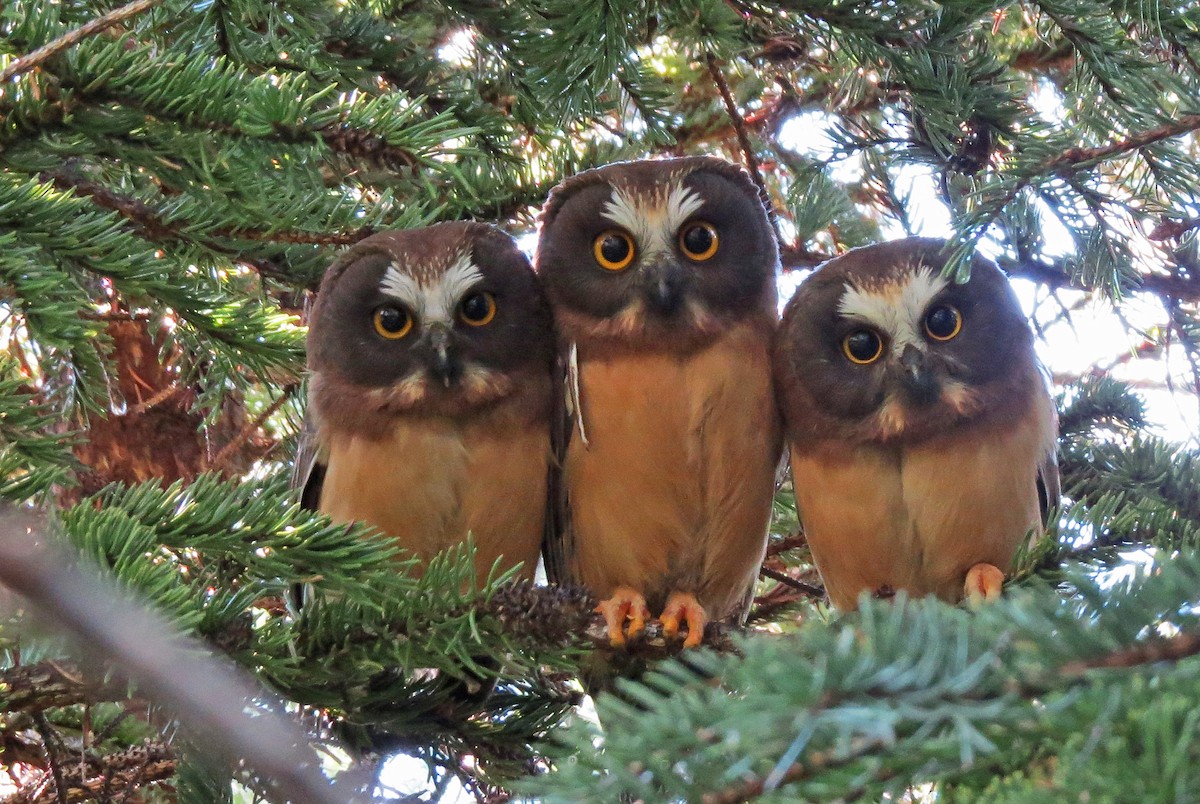 Atlasing in Winter: Owls - New York Breeding Bird Atlas