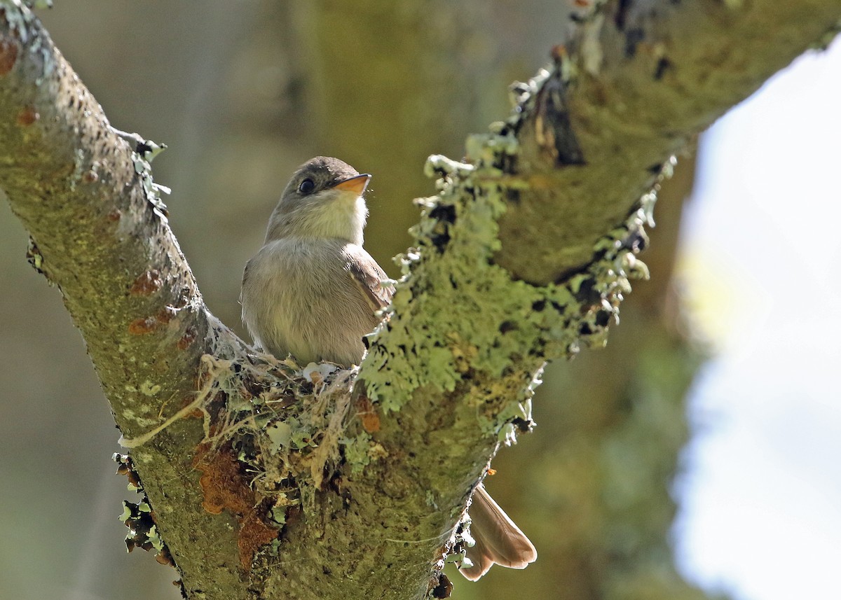 eBird Checklist - 19 May 2019 - Blue Ridge Parkway--Sunset Field - 23 ...