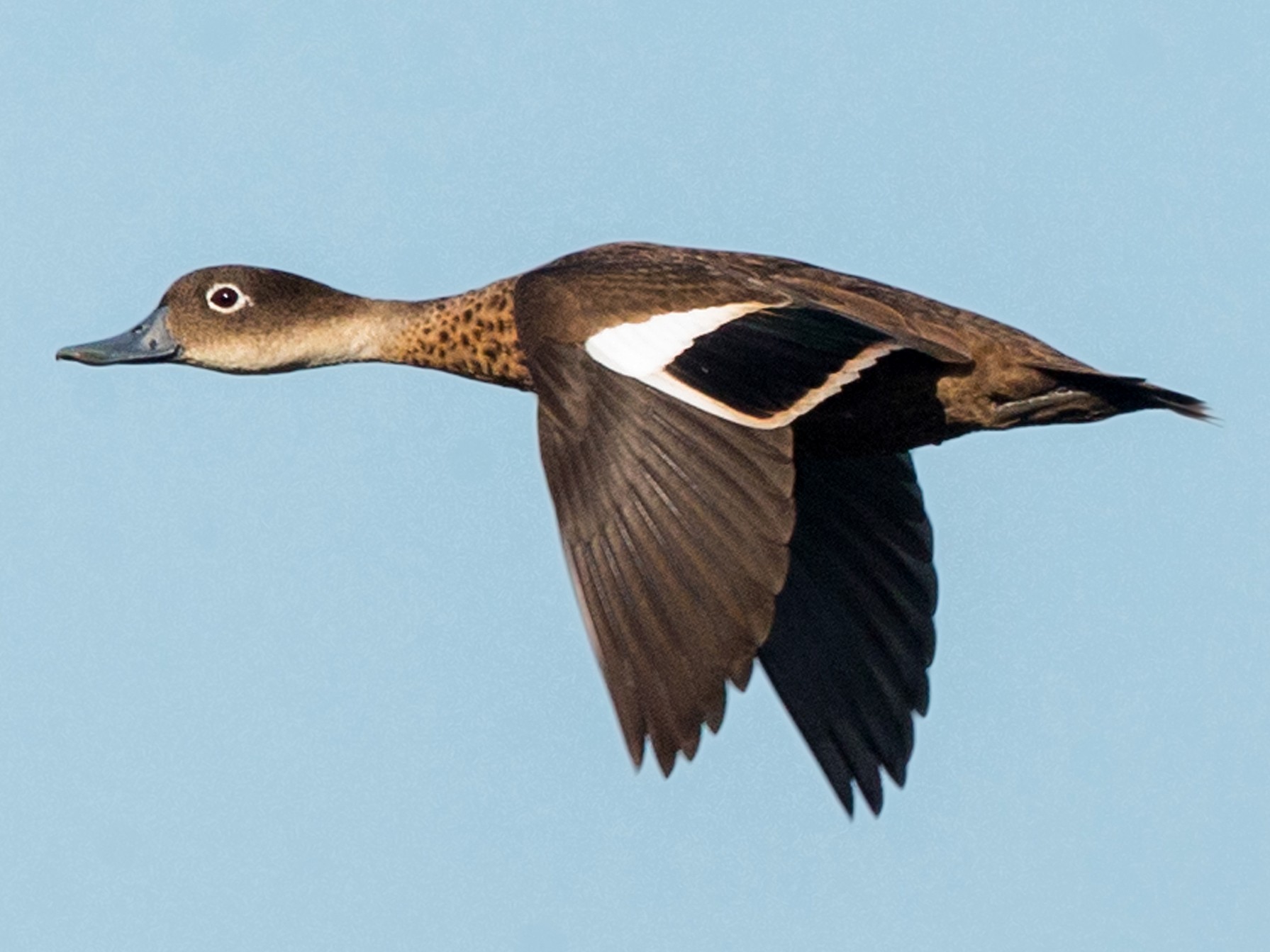 Andaman Teal - eBird