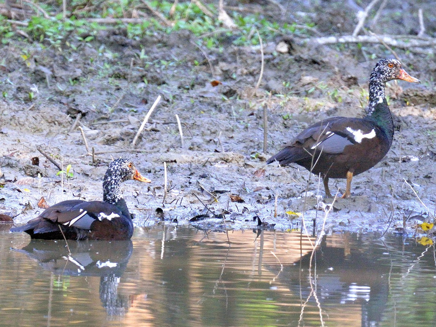 White-winged Duck - eBird