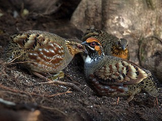 Hill Partridge - eBird