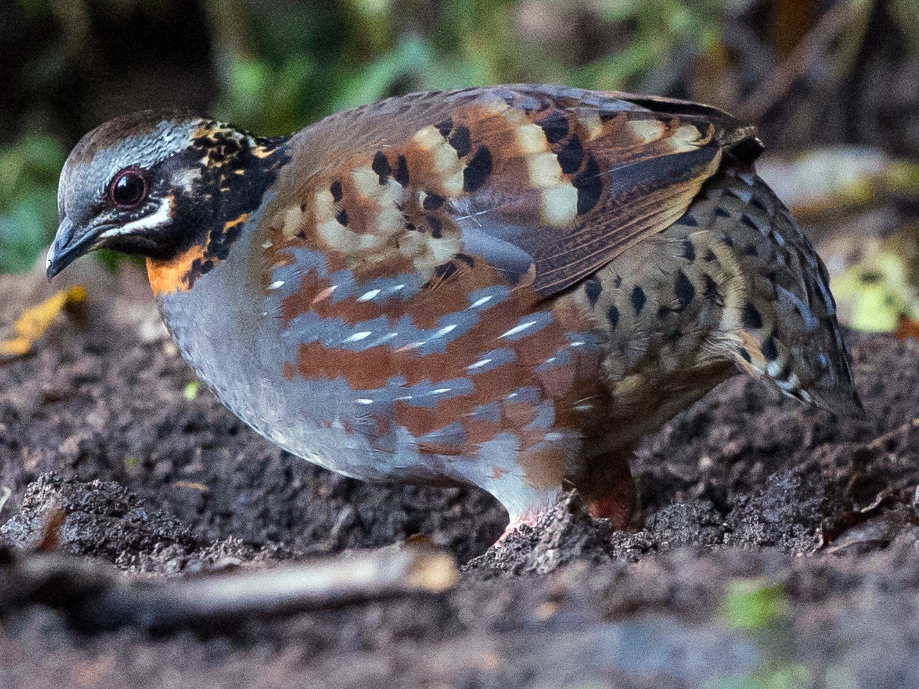 Rufous-throated Partridge - eBird