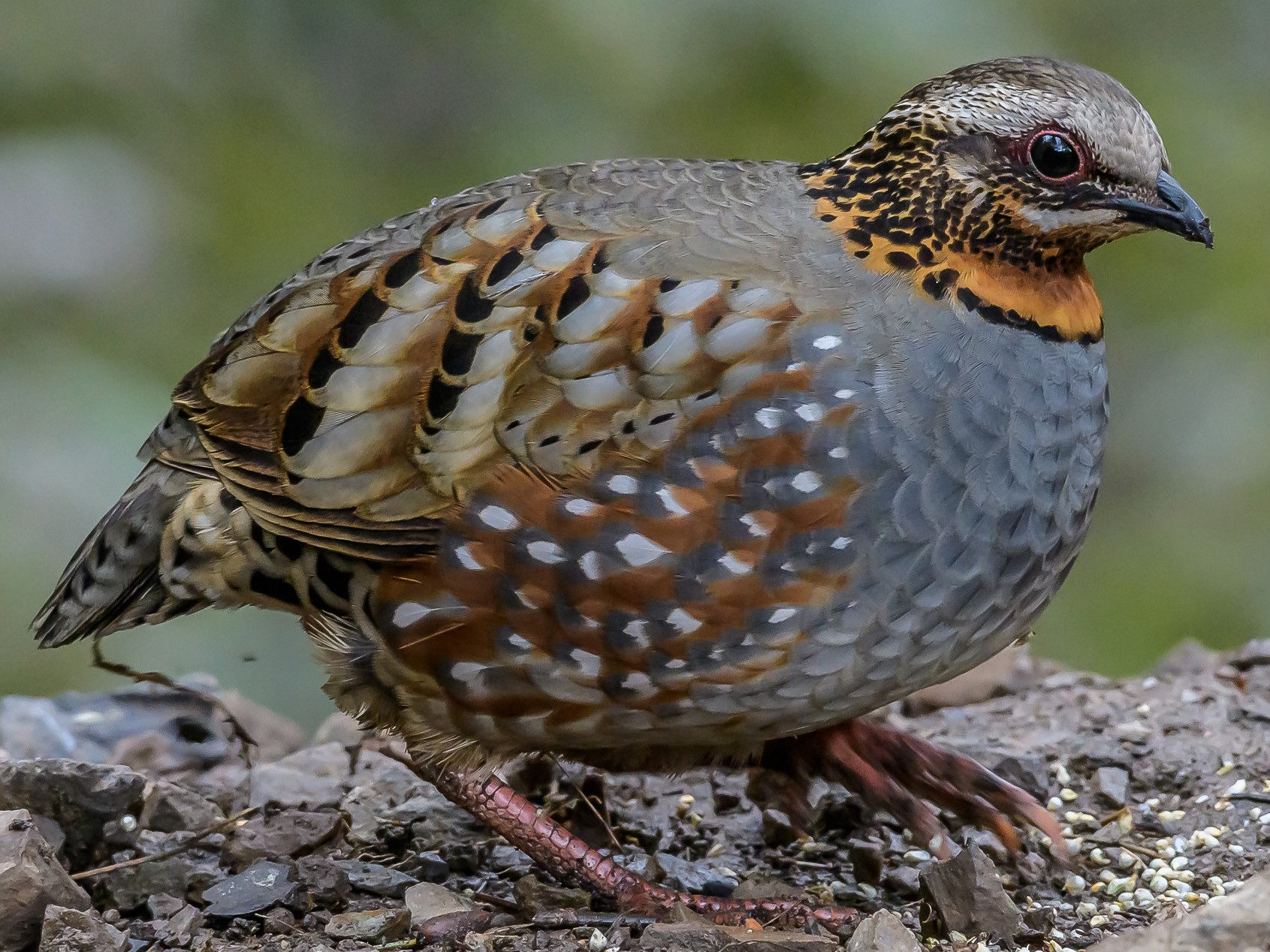 Rufous-throated Partridge - eBird