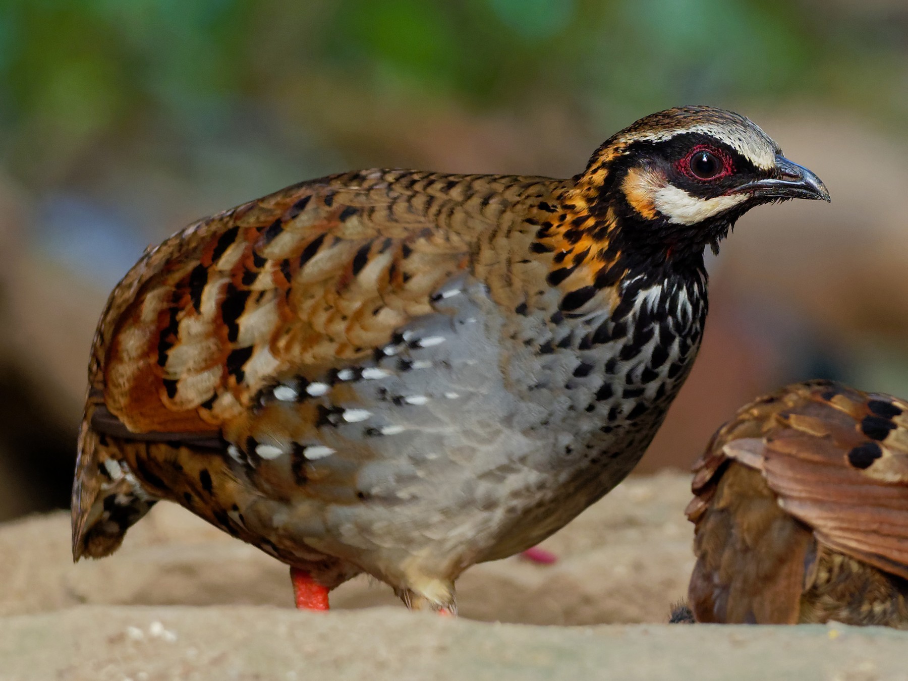 White-cheeked Partridge - eBird