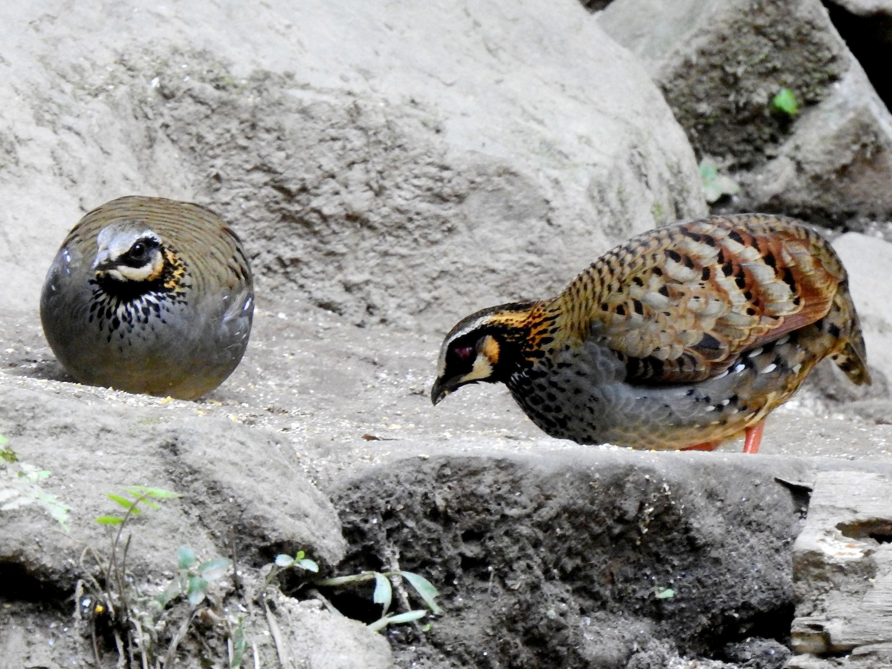 White-cheeked Partridge - eBird