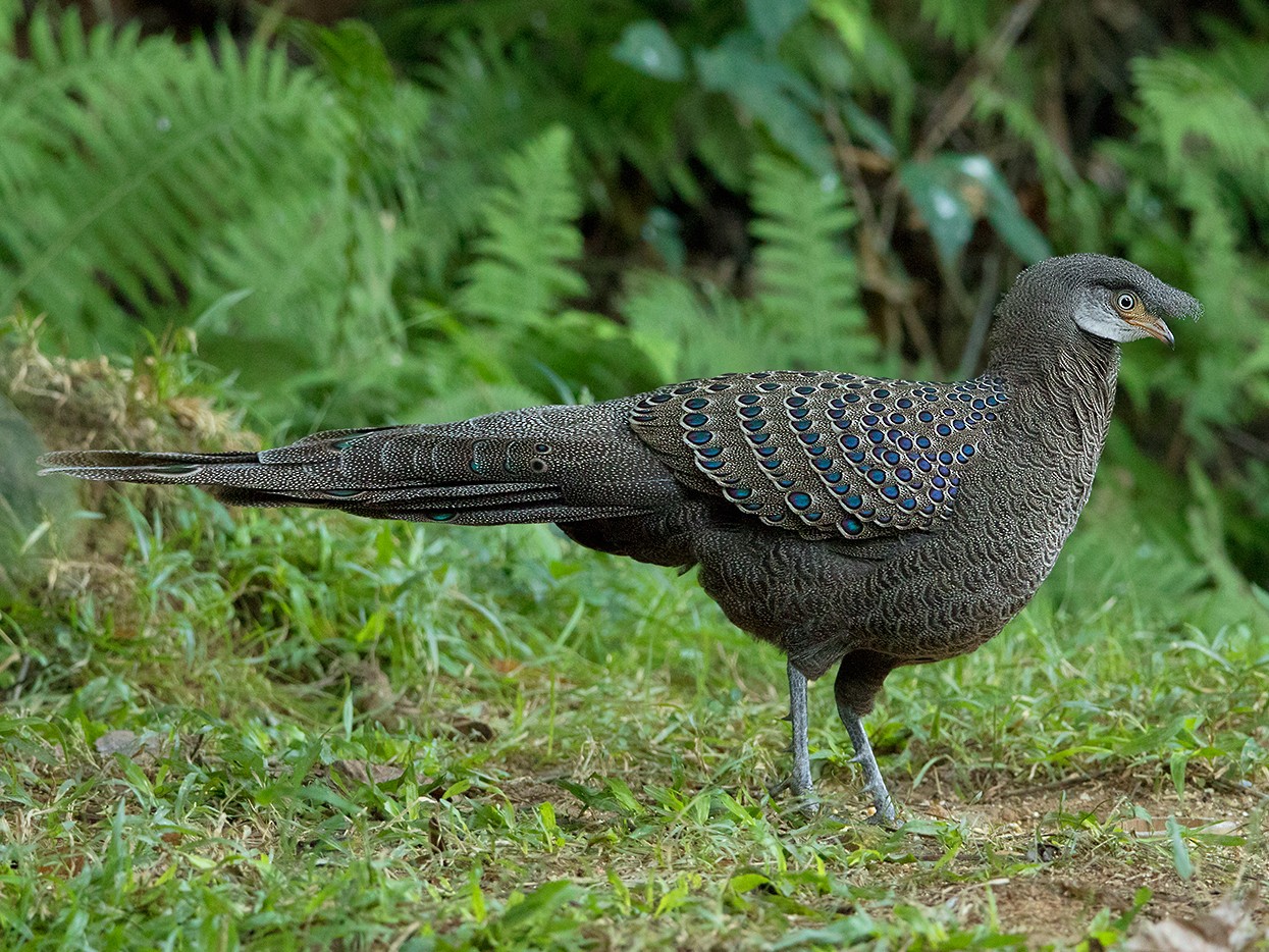 Gray Peacock-Pheasant - eBird