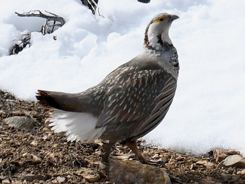 Himalayan Snowcock - eBird