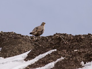 Himalayan Snowcock - eBird
