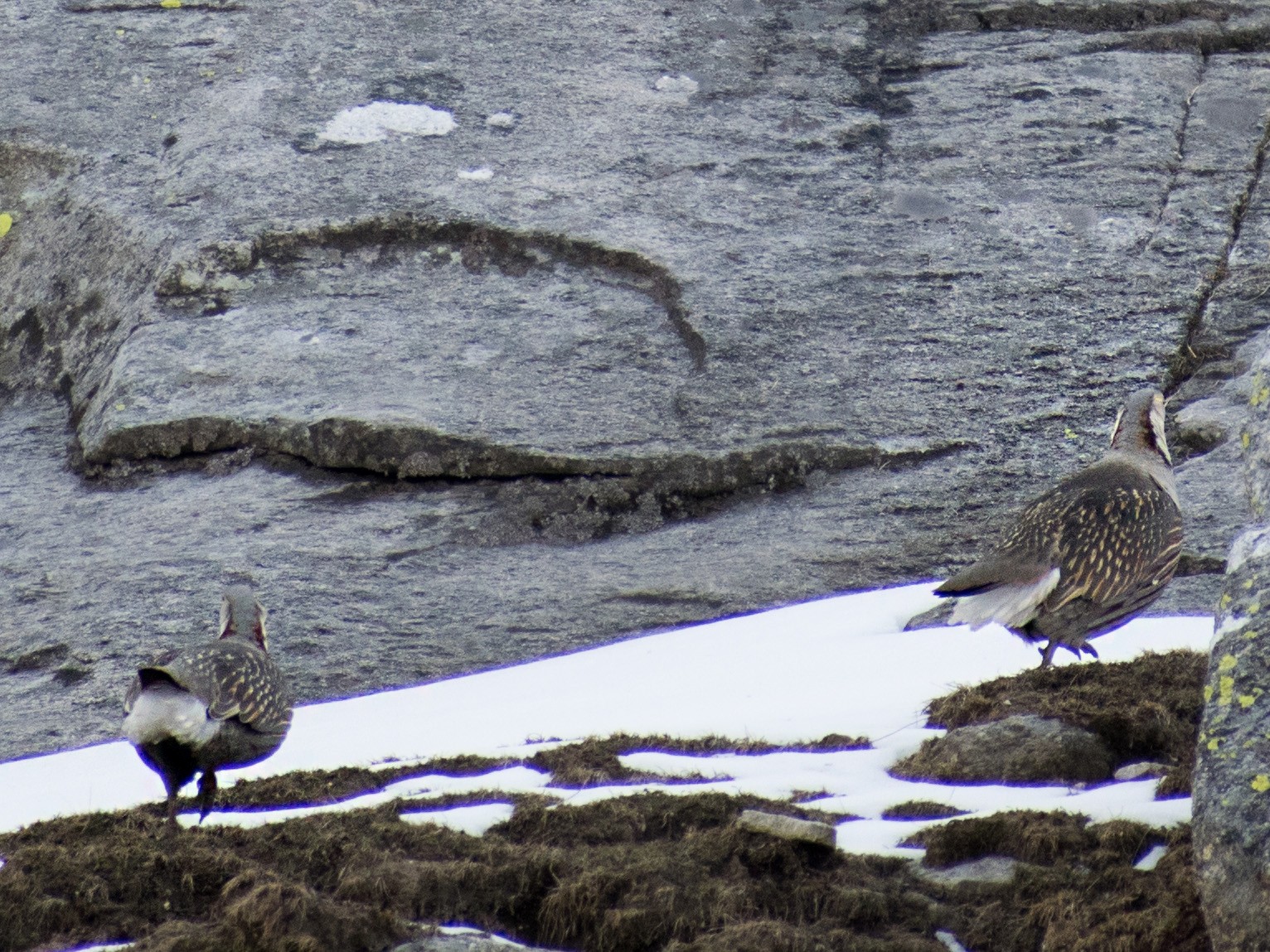 Himalayan Snowcock - eBird