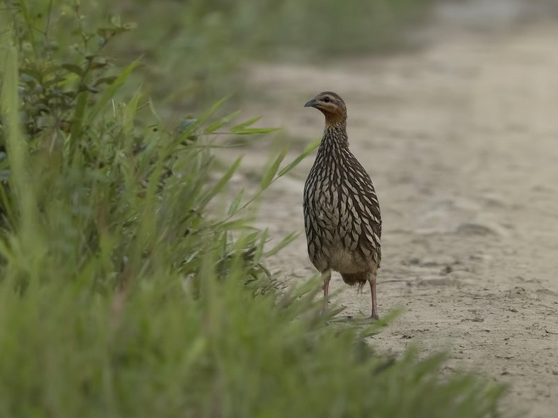Swamp Francolin - eBird