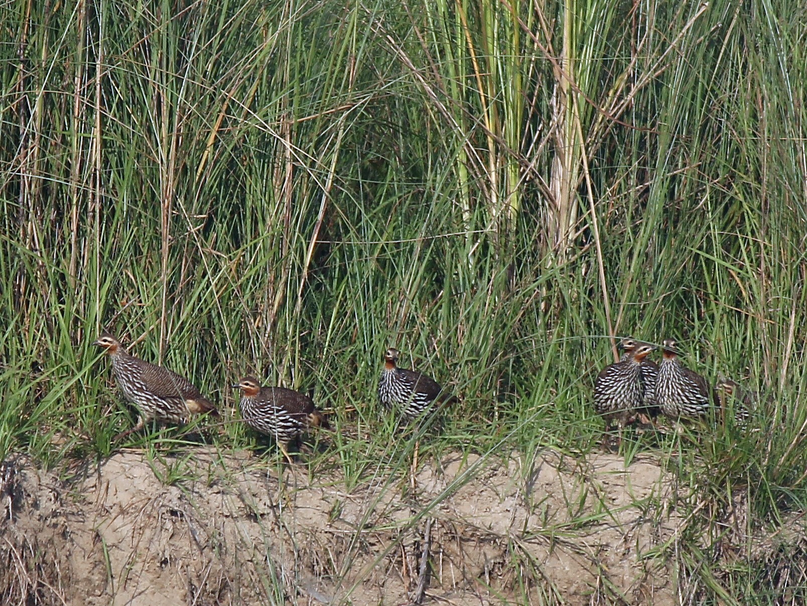 Swamp Francolin - eBird