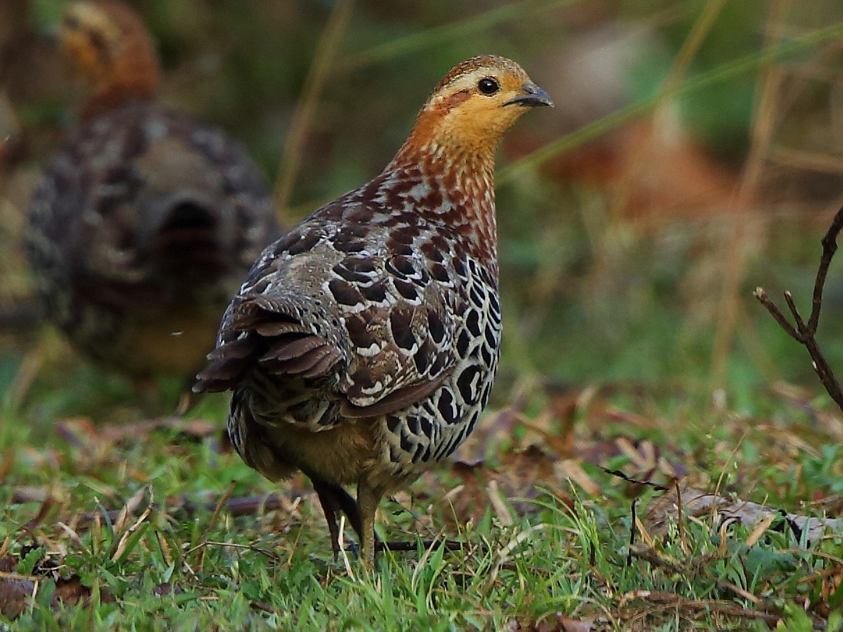 Mountain Bamboo-Partridge - eBird