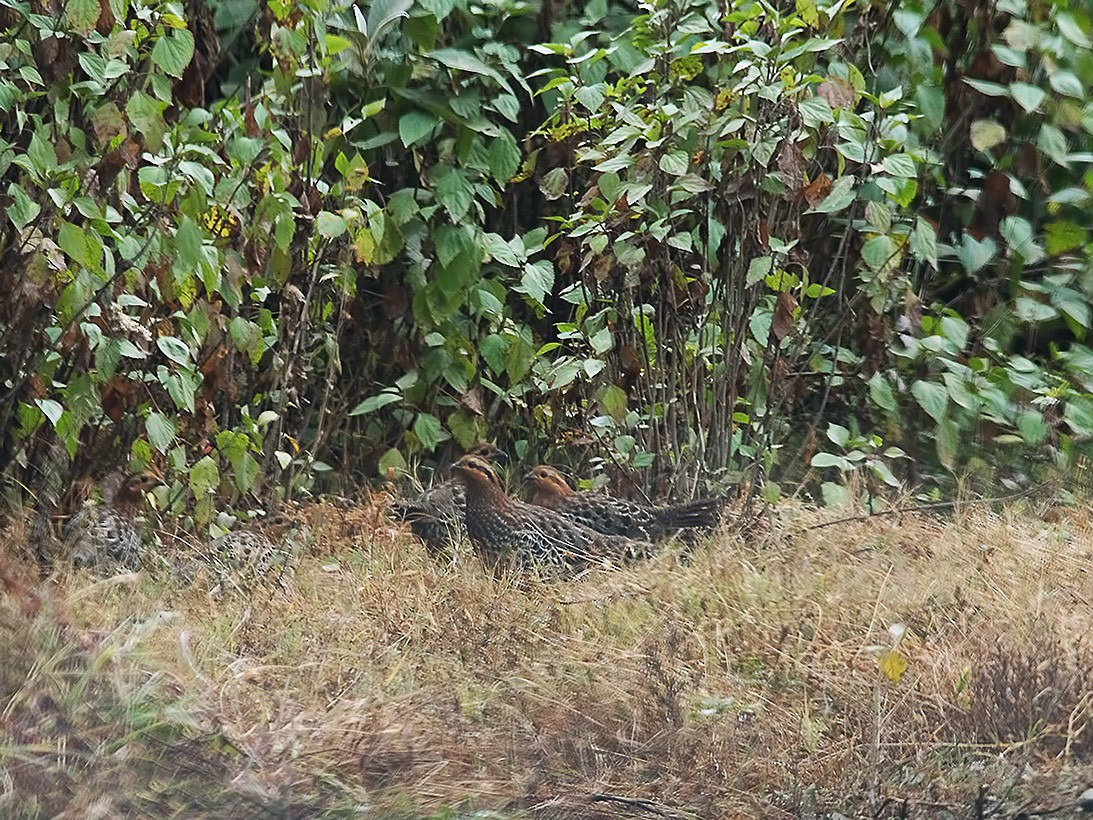 Mountain Bamboo-Partridge - eBird