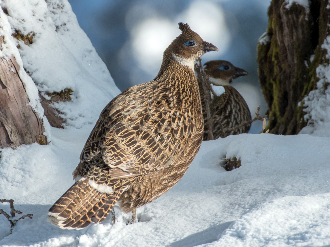 Himalayan Monal - eBird