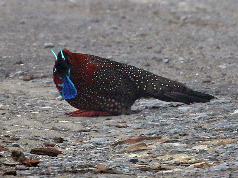 Satyr Tragopan - eBird