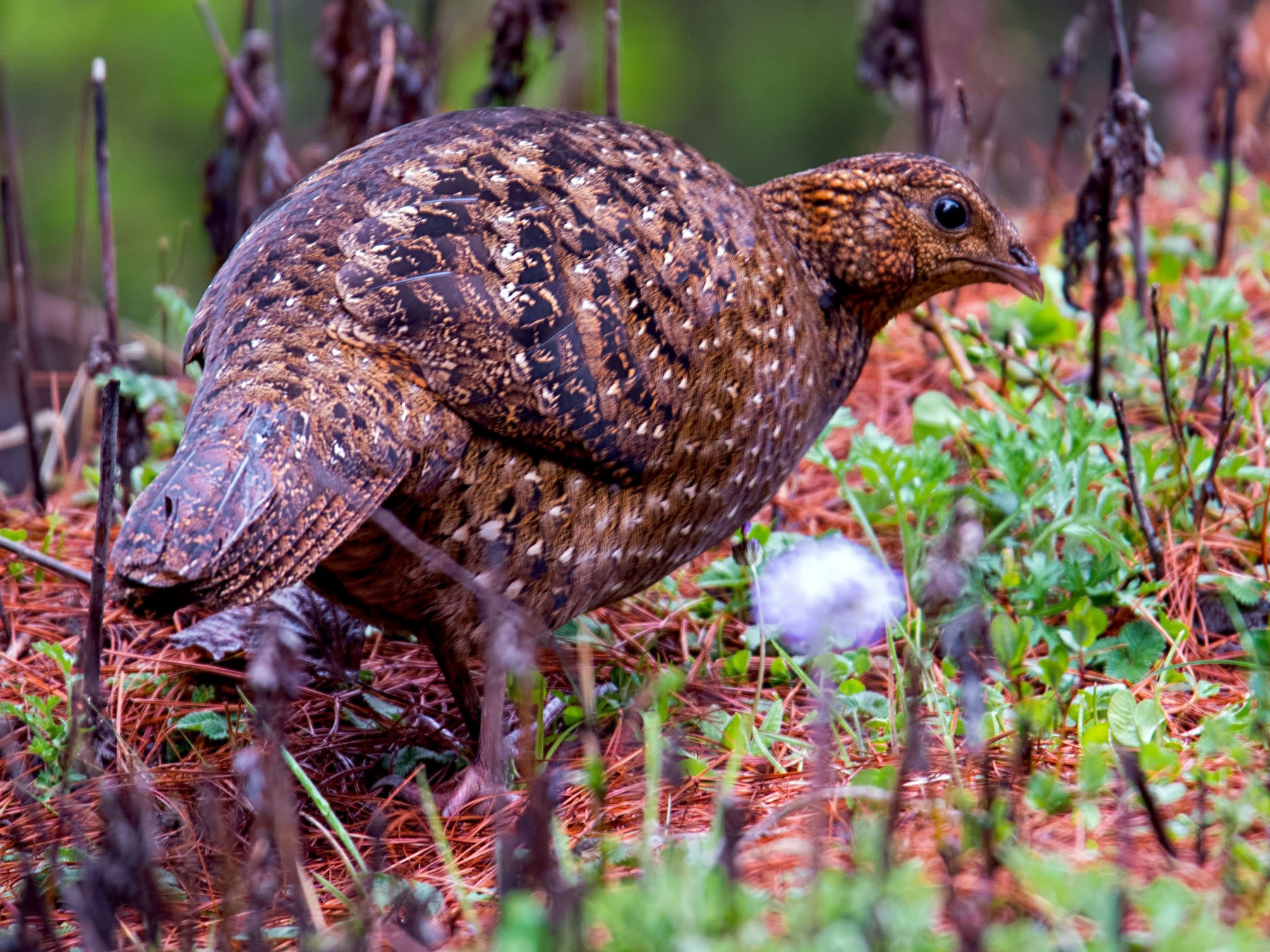 Tragopan satyre - eBird