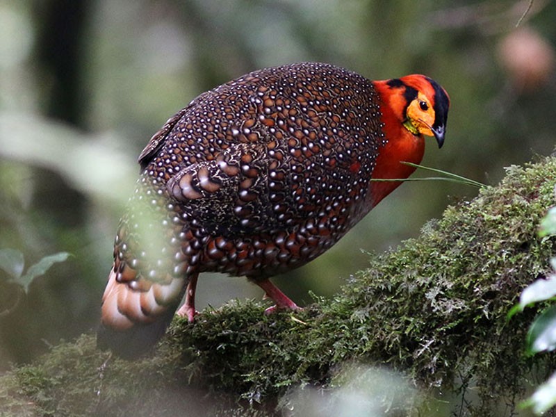 Blyth's Tragopan - eBird