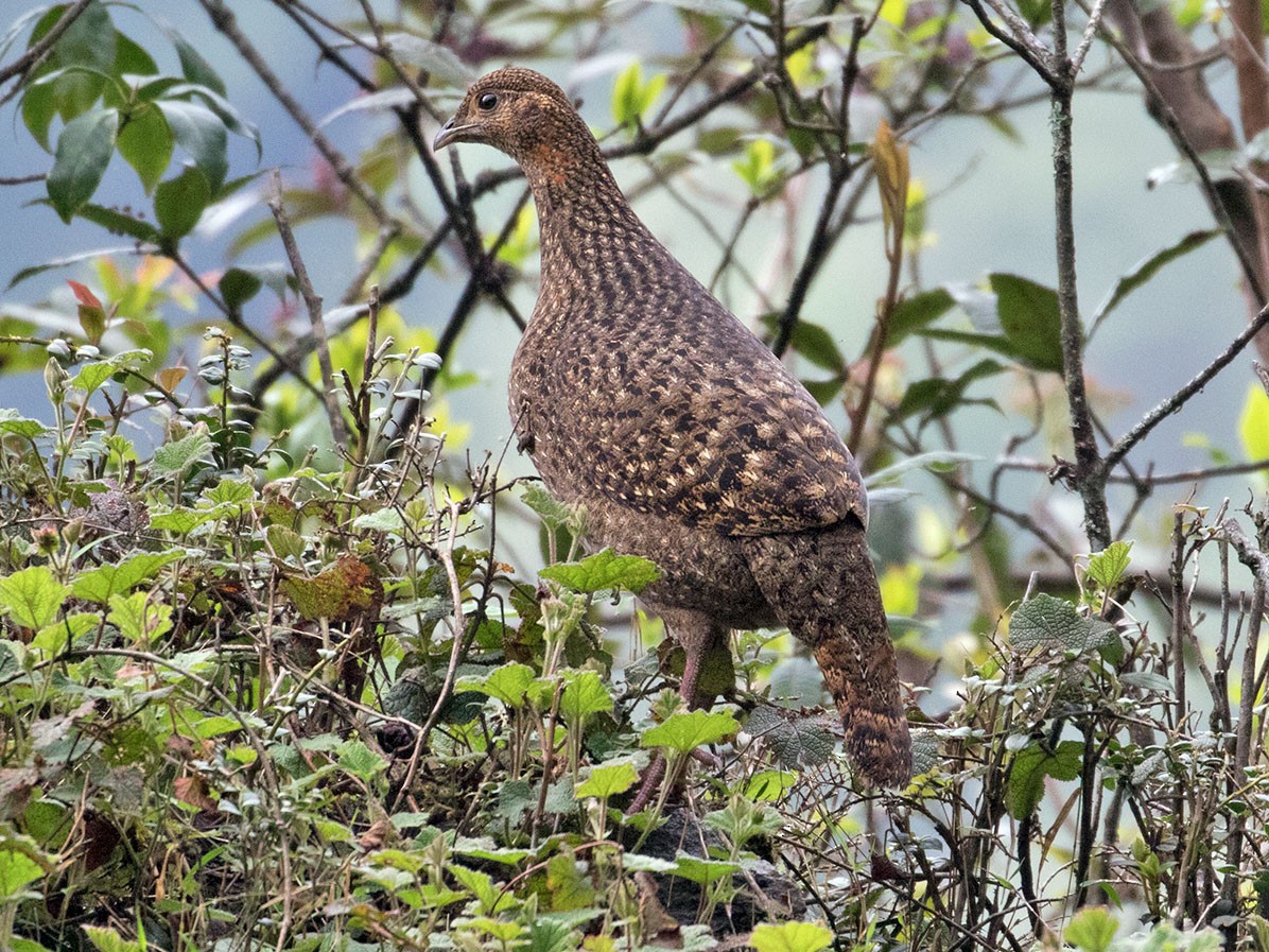 Blyth's Tragopan - eBird