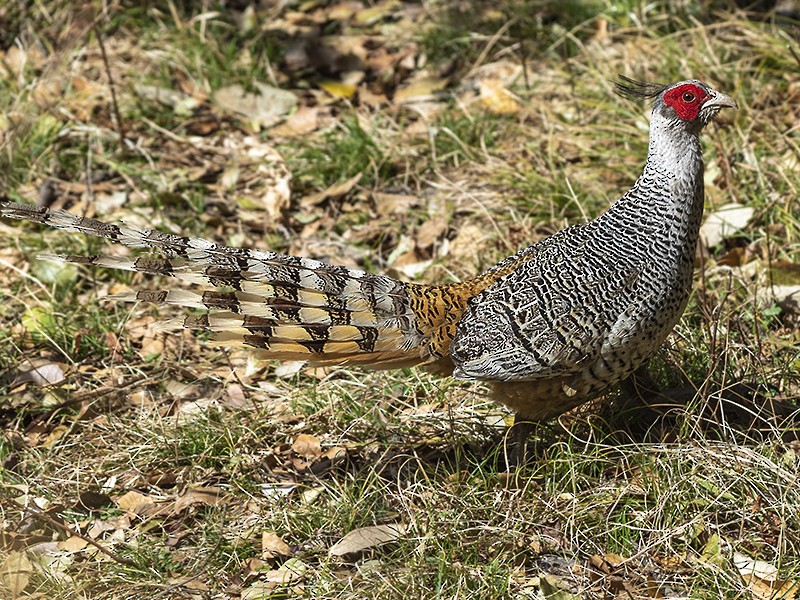 Cheer Pheasant - Catreus wallichii - Birds of the World