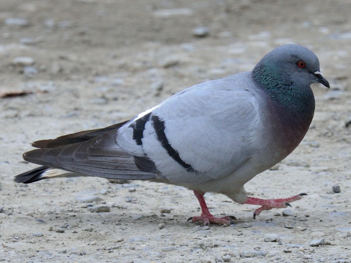 Hill Pigeon - Columba rupestris - Birds of the World