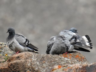 Hill Pigeon - eBird