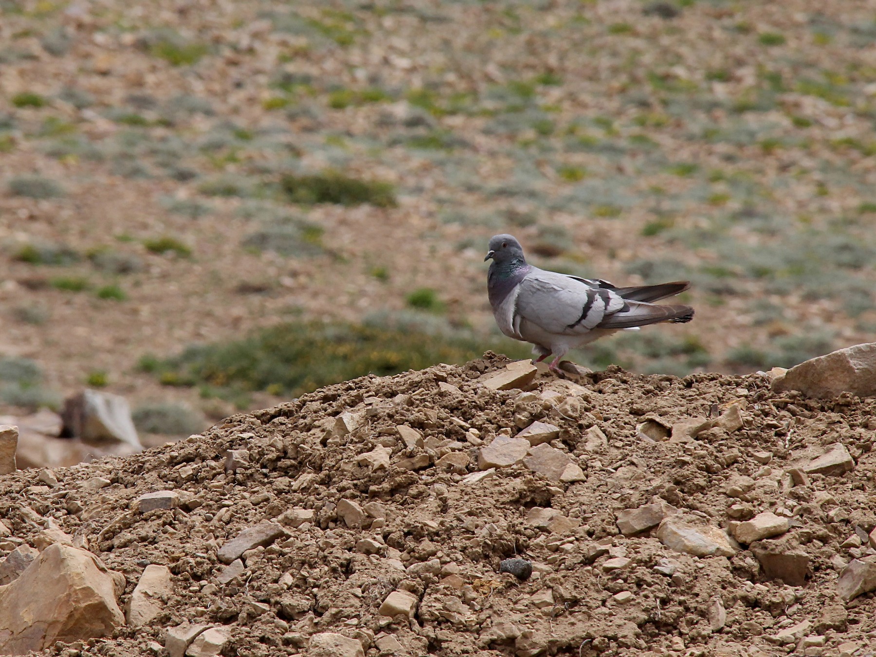 Hill Pigeon - eBird