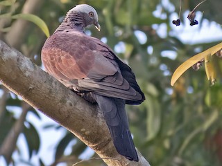 Pale-capped Pigeon - eBird