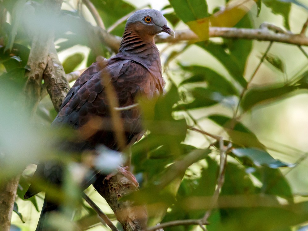 Pale-capped Pigeon - eBird