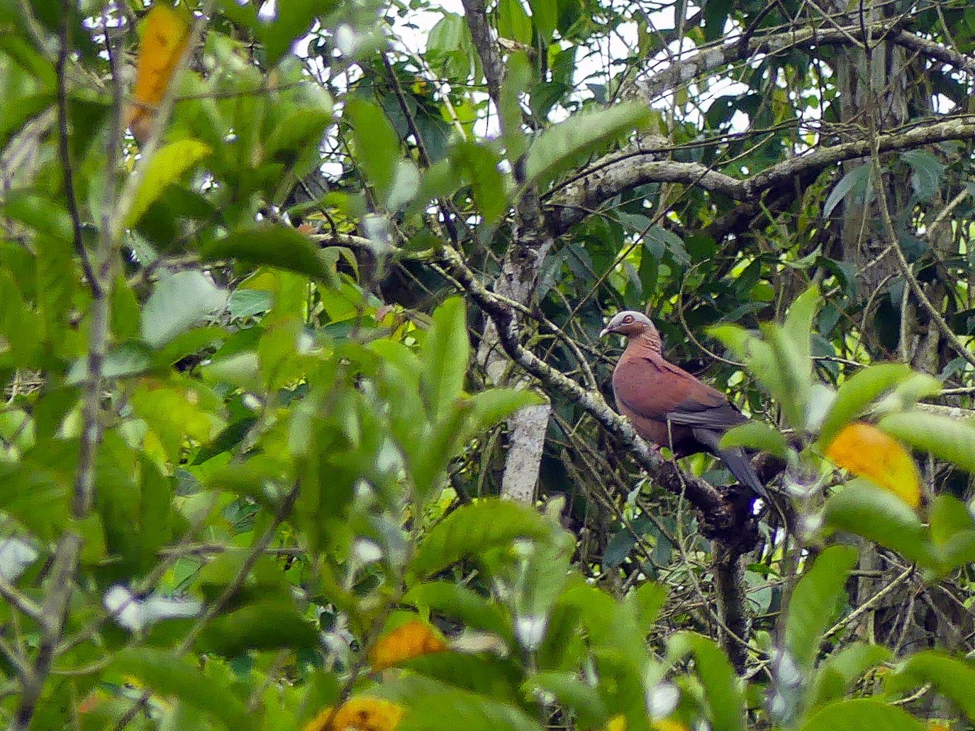Pale-capped Pigeon - eBird