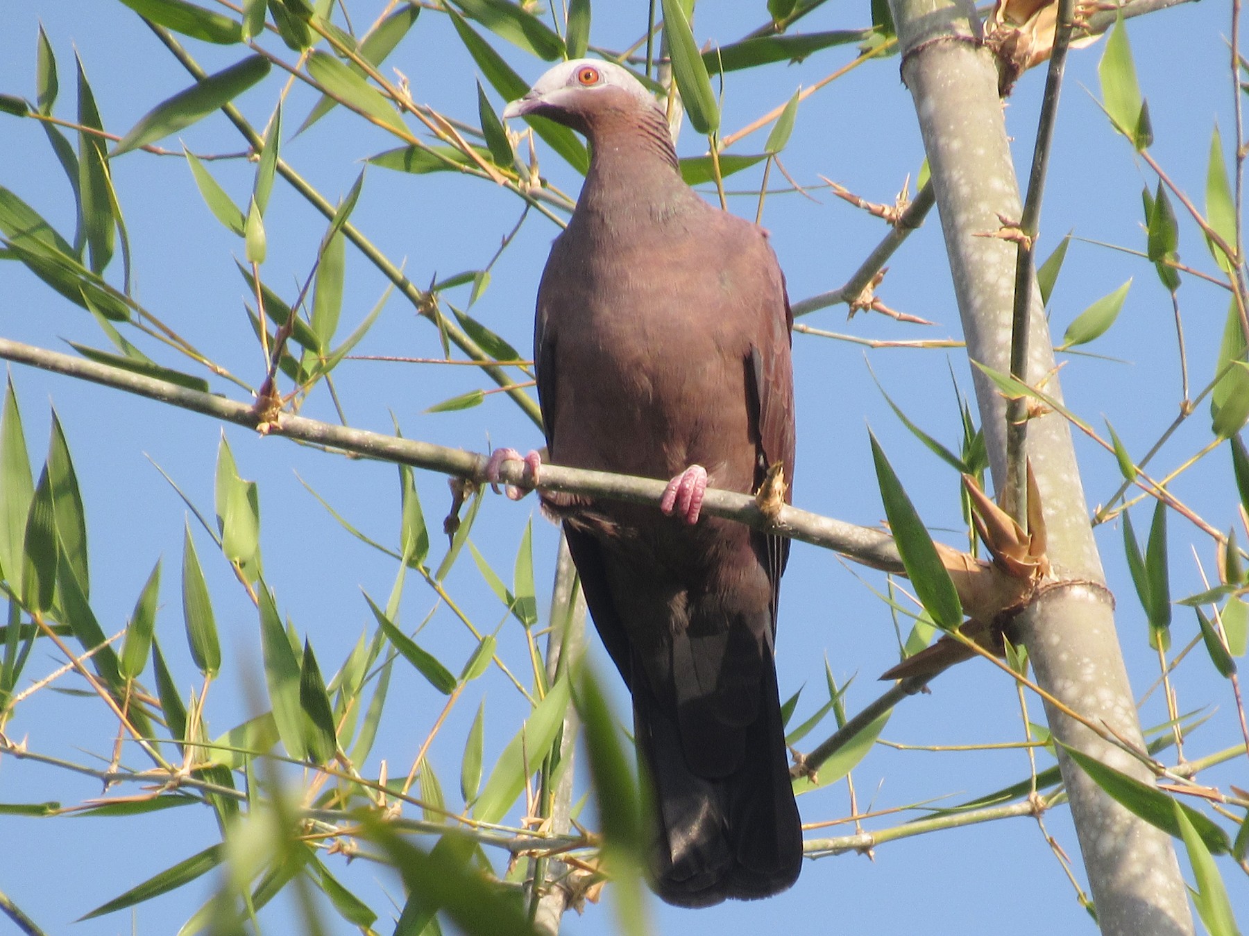 Pale-capped Pigeon - eBird