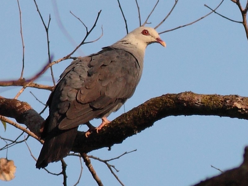 Andaman Wood-Pigeon - Columba palumboides - Birds of the World