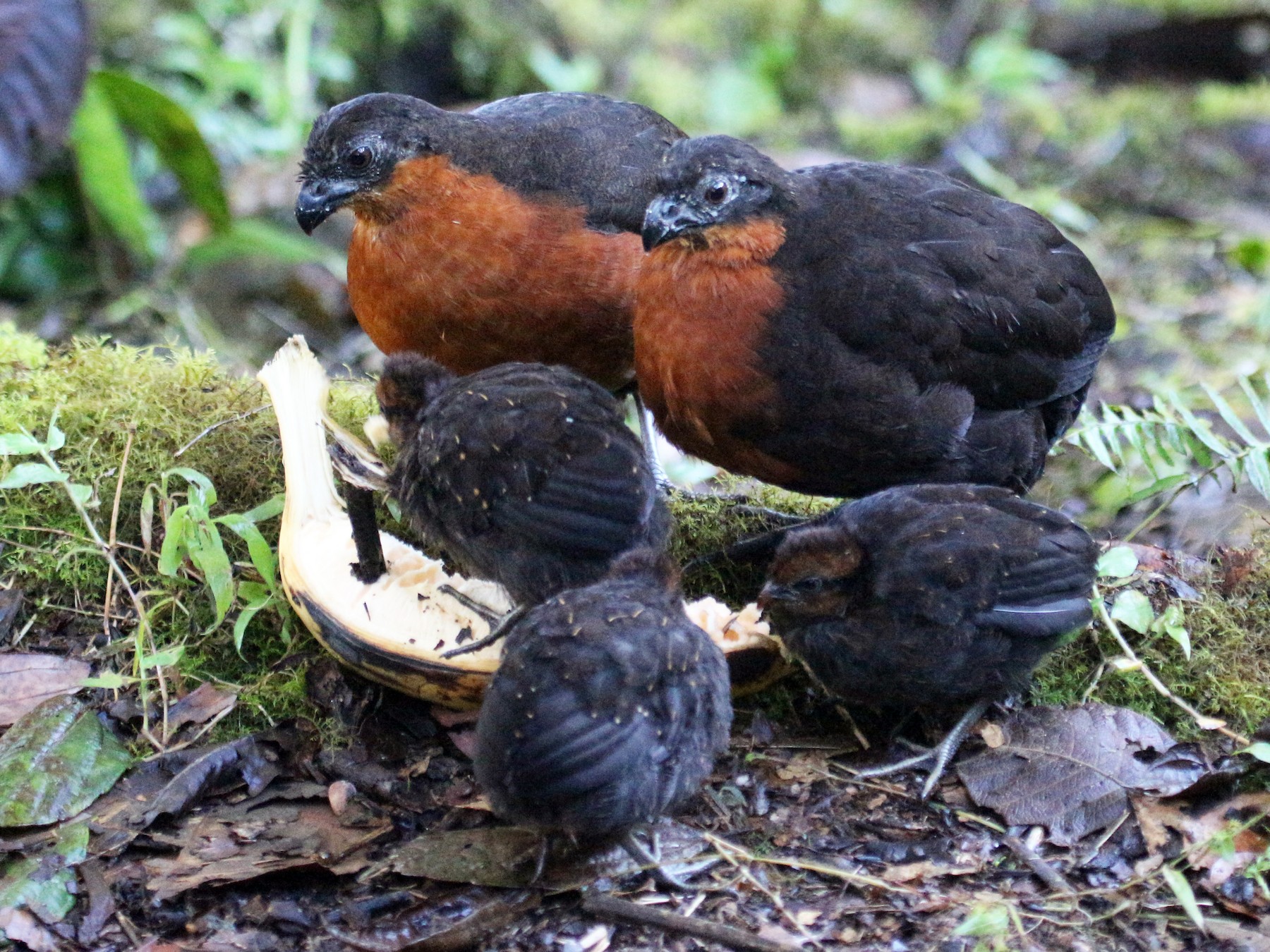 Dark-backed Wood-Quail - eBird