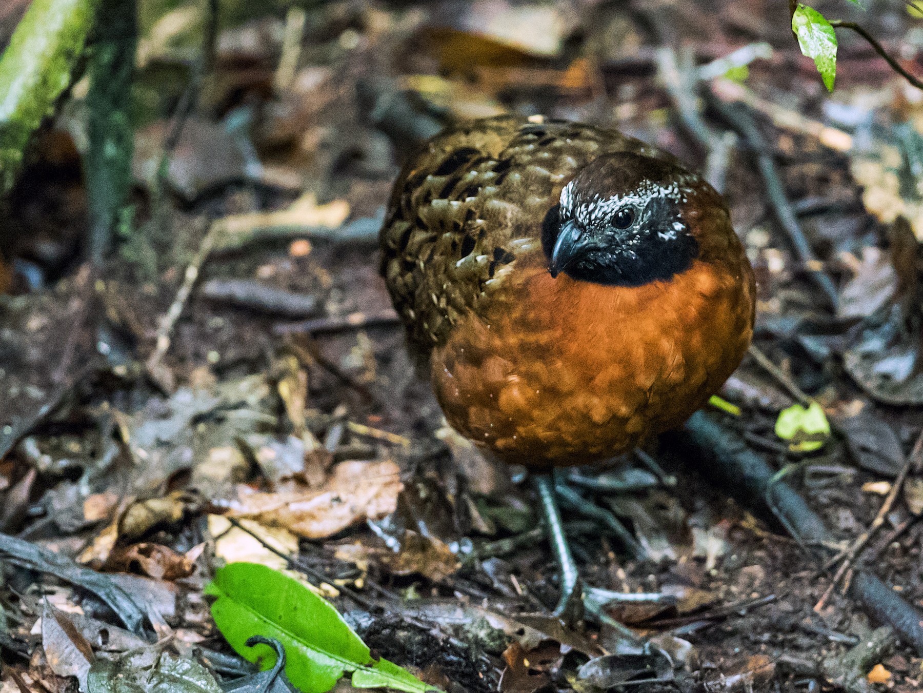 Rufous-breasted Wood-Quail - eBird