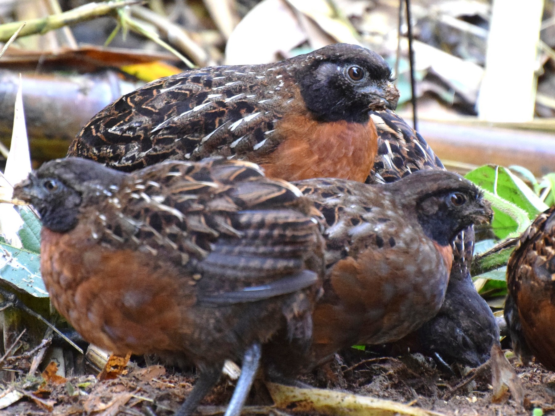 Rufous-breasted Wood-Quail - eBird