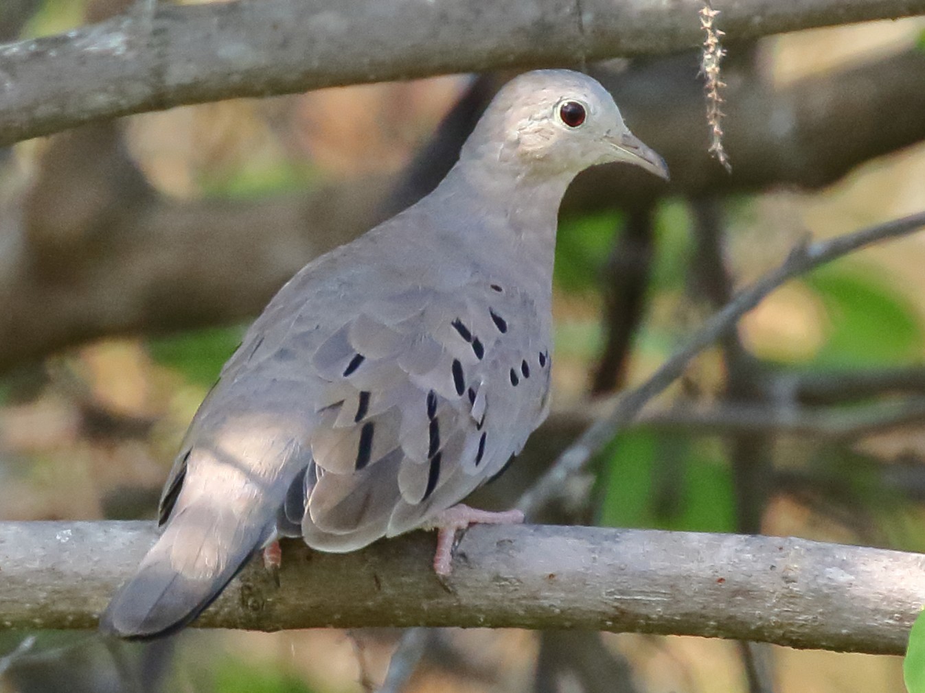 Columbina Ecuatoriana - eBird