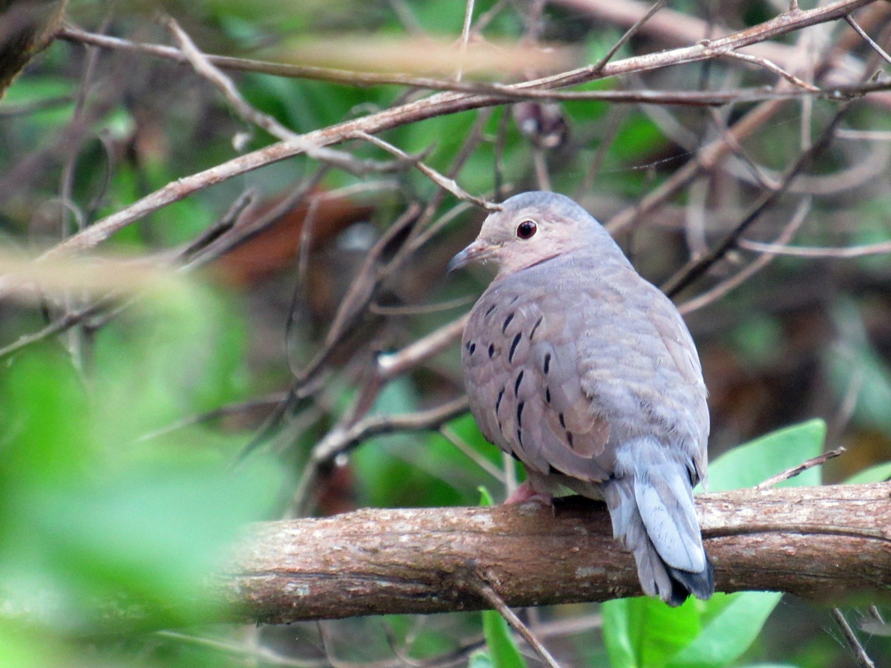 Ecuadorian Ground Dove - eBird