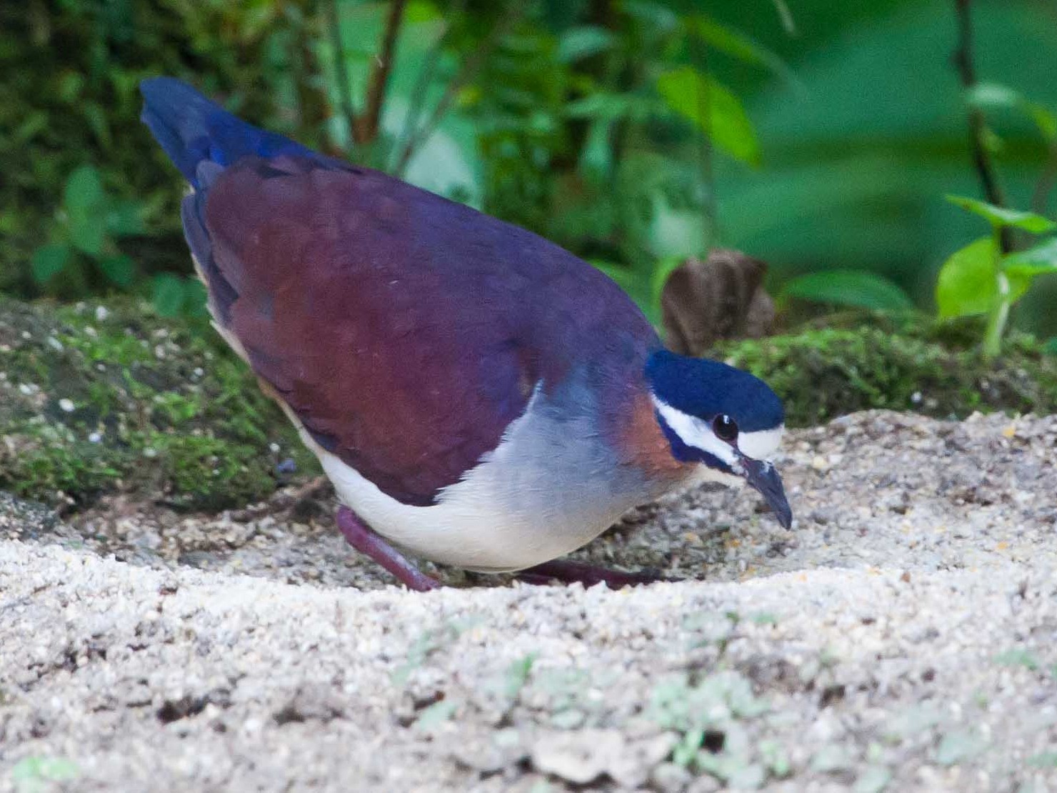 Purple Quail-Dove - eBird