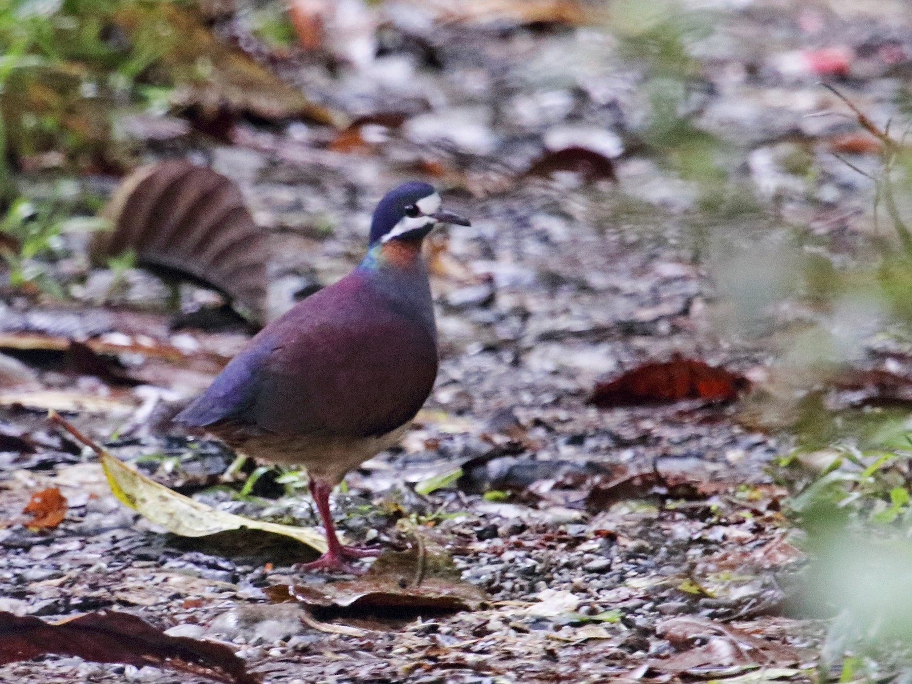 Purple Quail-Dove - eBird