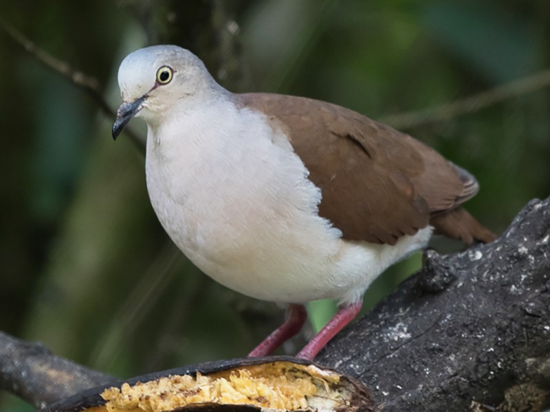 Pallid Dove - eBird