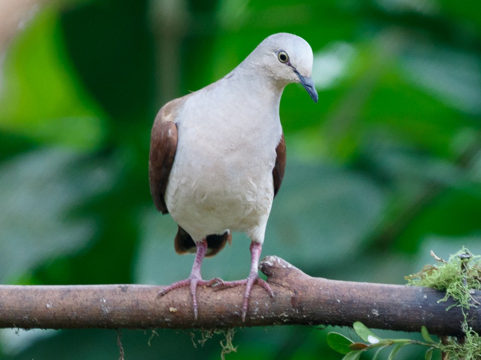 Pallid Dove - eBird
