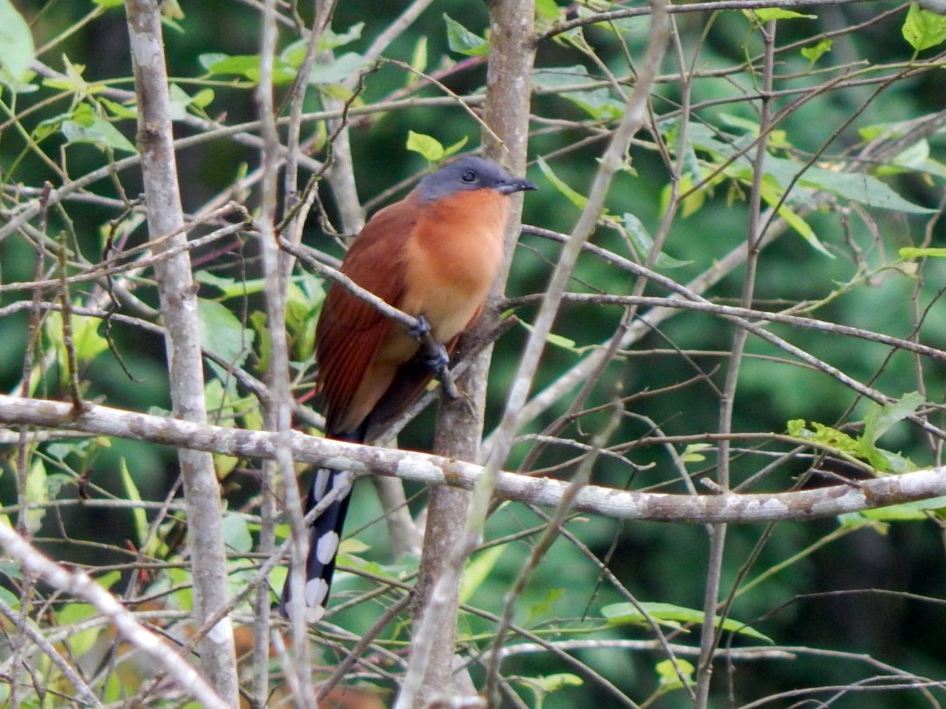 Gray-capped Cuckoo - eBird
